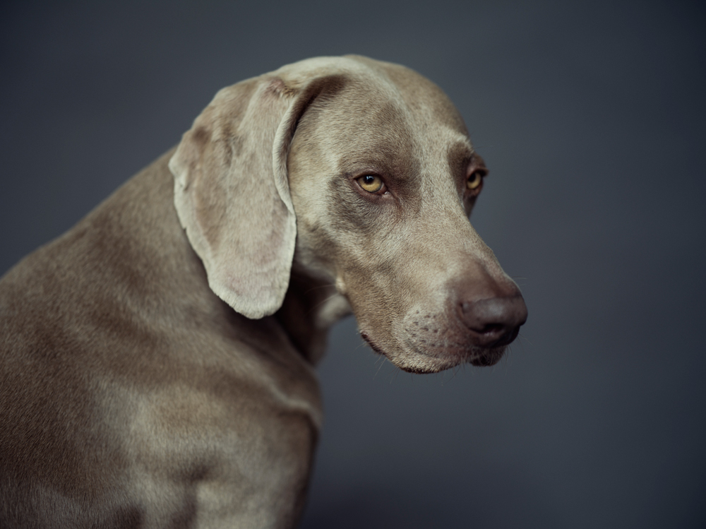 Dog Photography Tips For Perfect Pet Portraits EPHOTOzine dog-photography-tips-for-perfect-pet-portraits-ephotozine