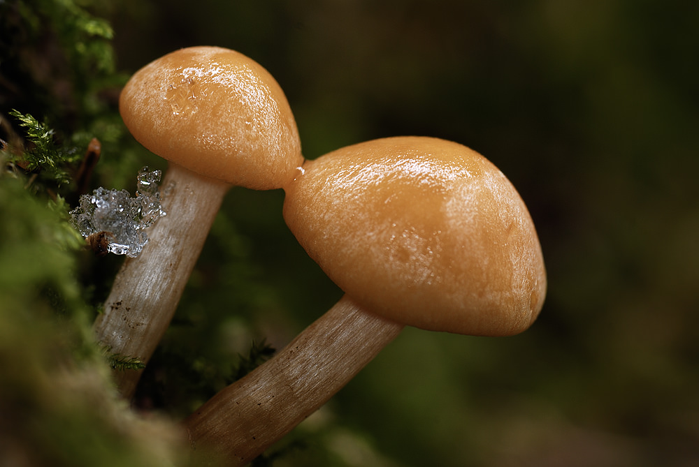 How To Photograph Fungi In 10 Easy Steps EPHOTOzine how-to-photograph-fungi-in-10-easy-steps-ephotozine