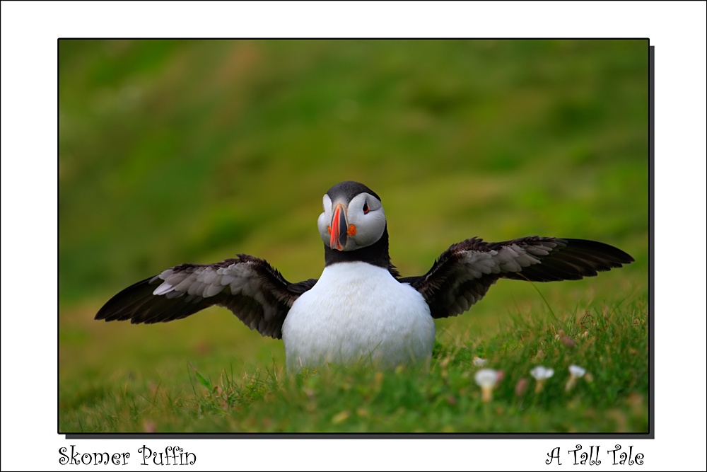 A Tall Tale By Piccy EPHOTOzine a-tall-tale-by-piccy-ephotozine