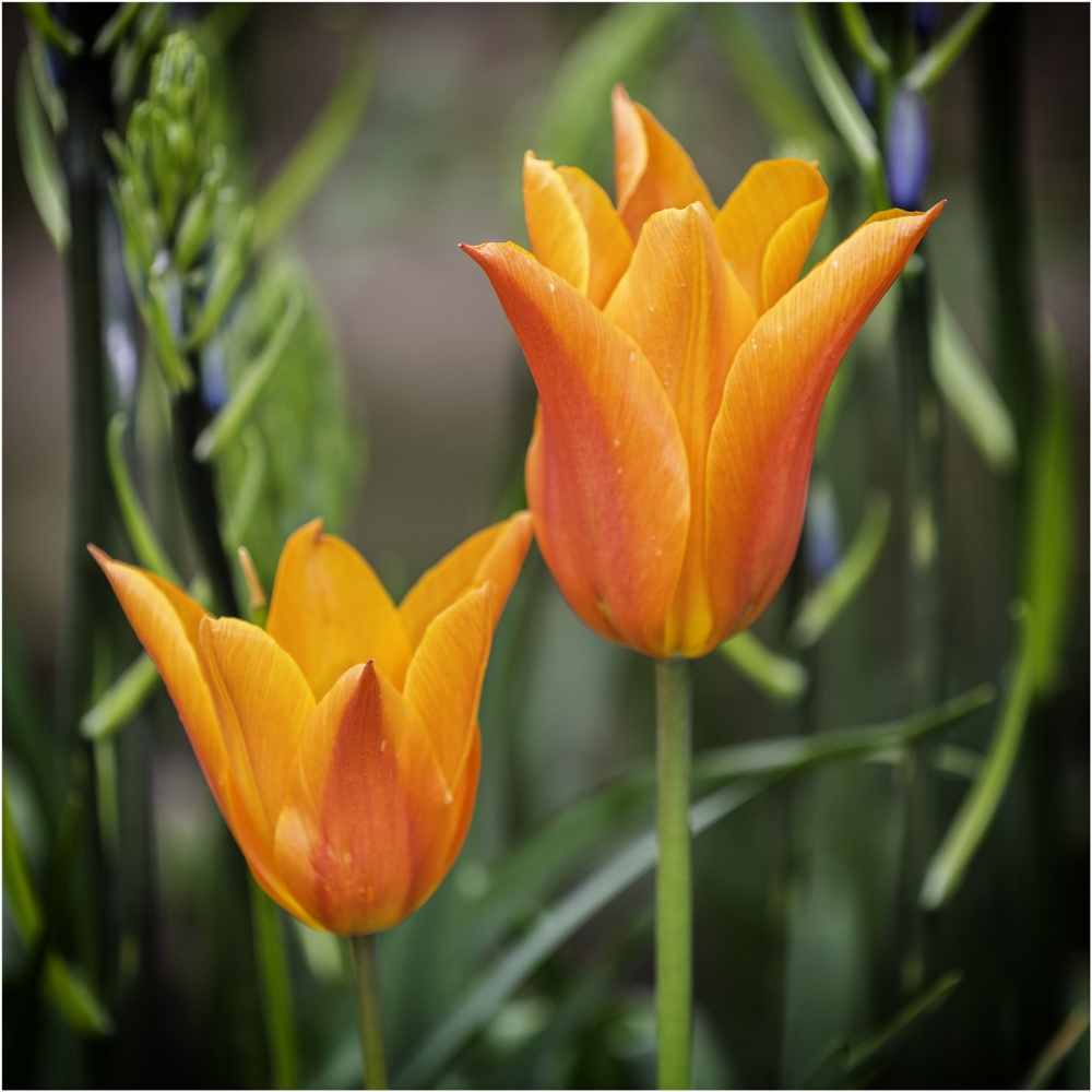 Flowers By Daibev EPHOTOzine flowers-by-daibev-ephotozine
